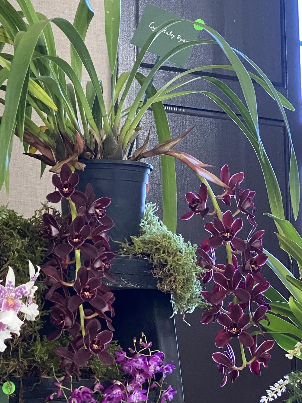 Orchid (Cymbidium Ruby Eyes) - Garden.org