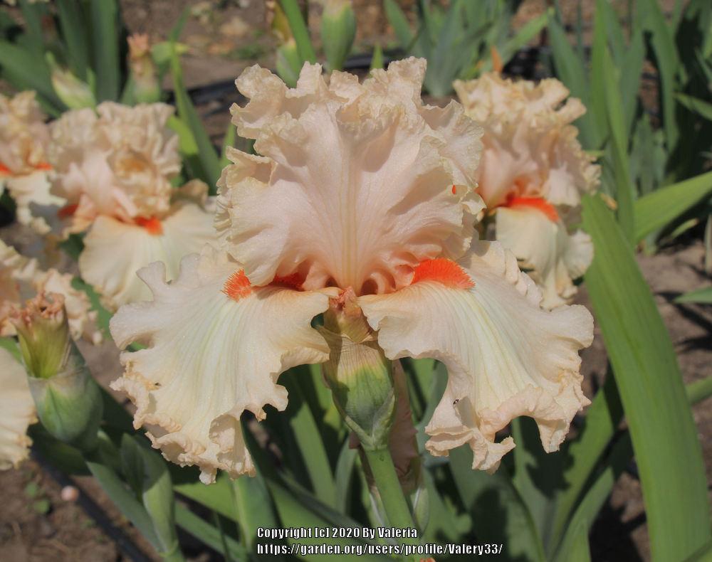 Photo of the bloom of Tall Bearded Iris (Iris 'Kind Word') posted by ...