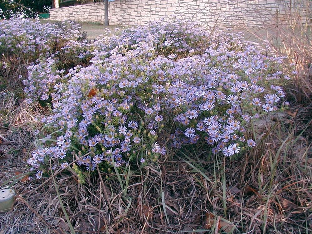 Aster in the Texas Gardening forum - Garden.org