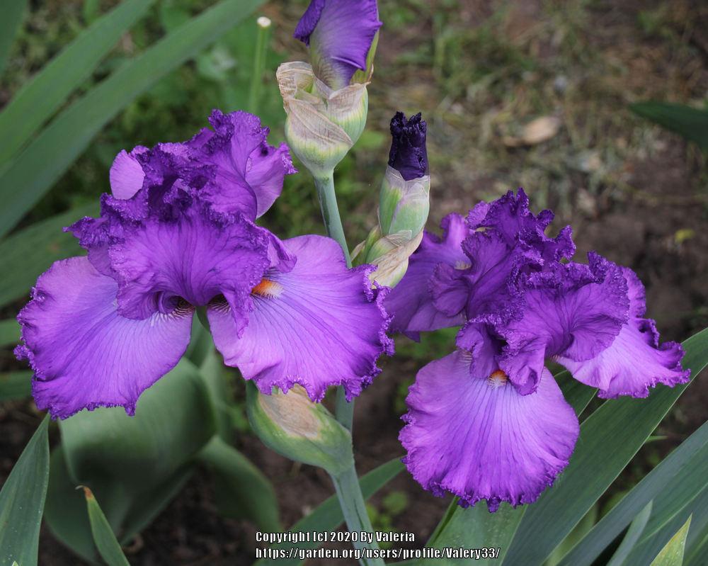 Tall Bearded Iris (Iris 'Horatio') in the Irises Database - Garden.org