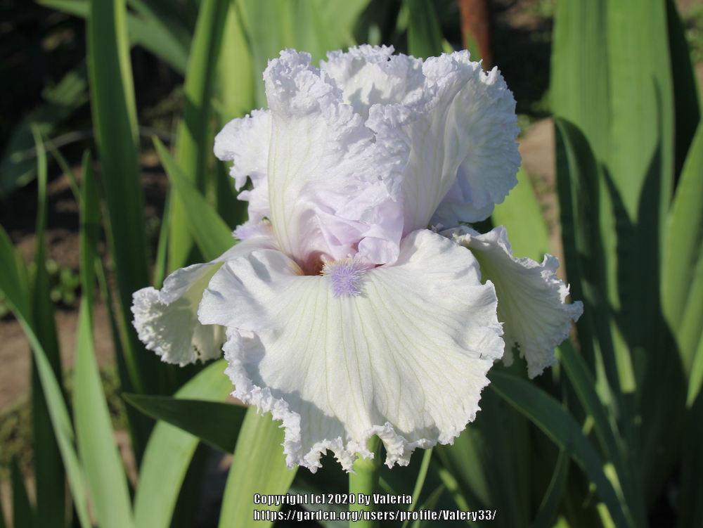 Photo of the bloom of Tall Bearded Iris (Iris 'Alabaster Lace') posted ...