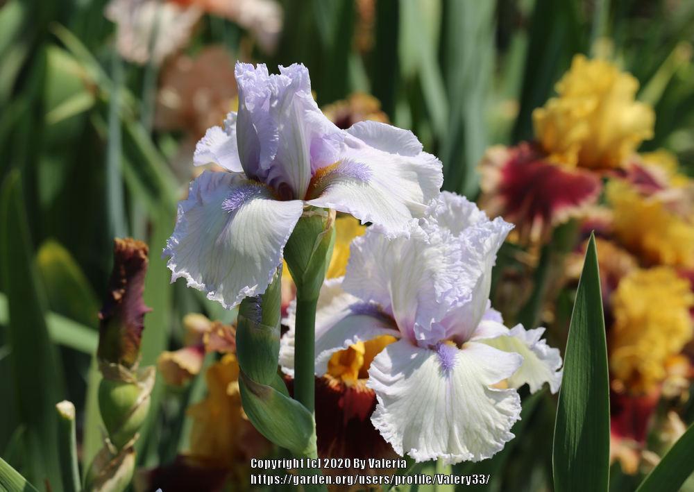 Photo of the bloom of Tall Bearded Iris (Iris 'Alabaster Lace') posted ...