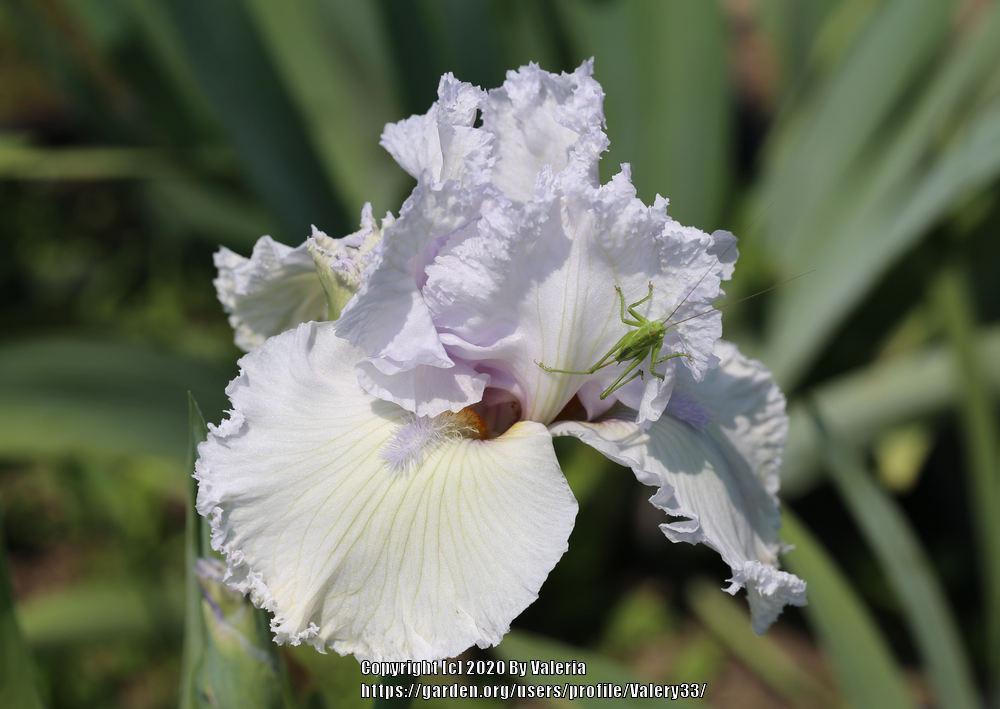 Photo of the bloom of Tall Bearded Iris (Iris 'Alabaster Lace') posted ...
