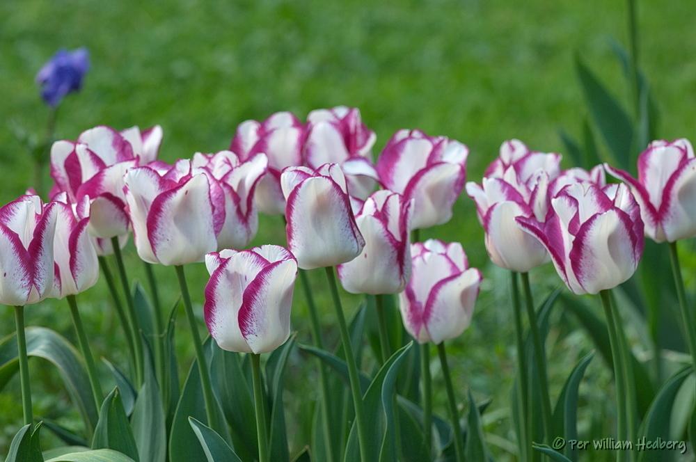 Tulip (Tulipa 'Affaire') in the Tulips Database - Garden.org