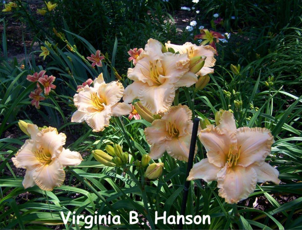 Daylily (Hemerocallis 'Virginia B. Hanson') in the Daylilies Database ...