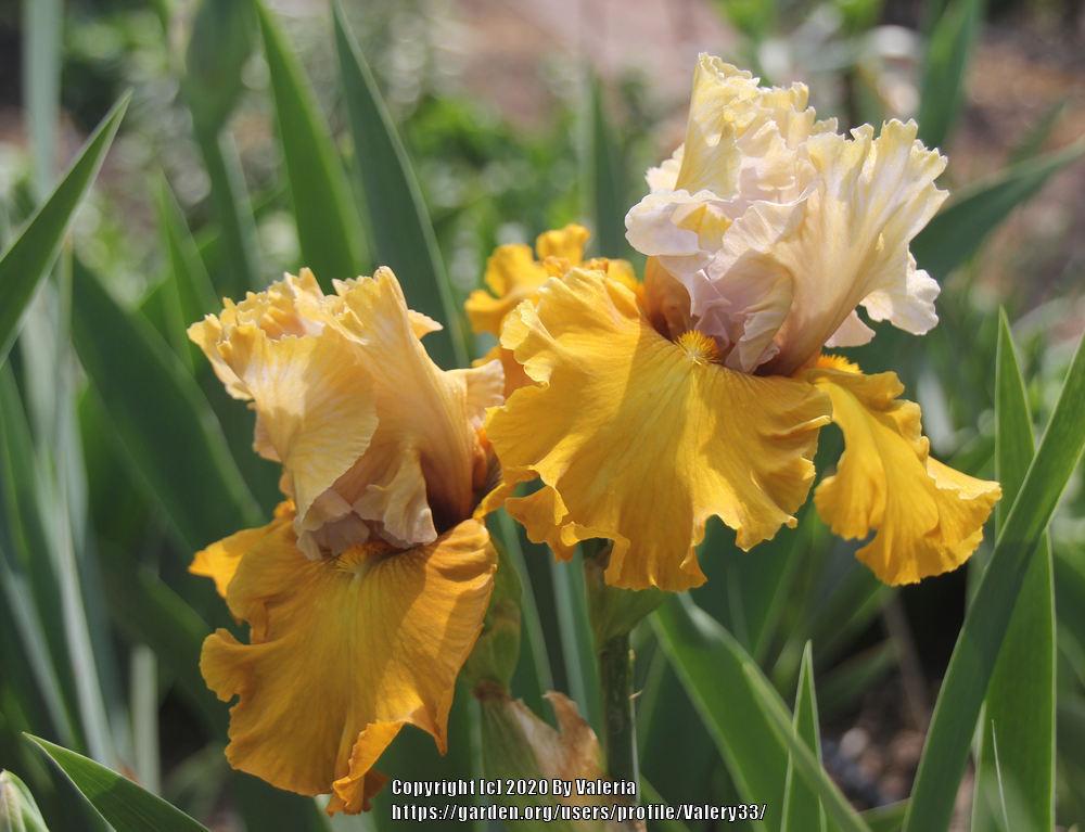 Photo of the bloom of Tall Bearded Iris (Iris 'Pirate Queen') posted by ...