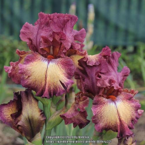 Tall Bearded Iris (Iris 'Raspberry Fudge') in the Irises Database ...