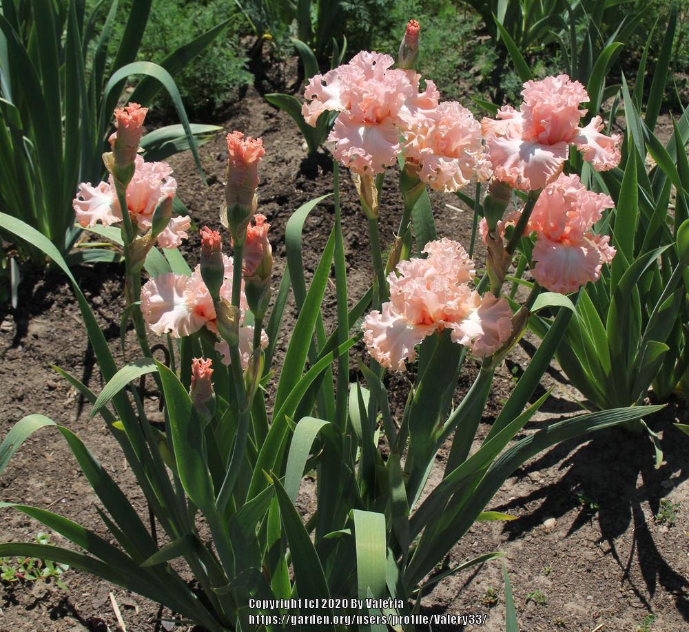 Tall Bearded Iris (Iris 'Kitty Kay') in the Irises Database - Garden.org