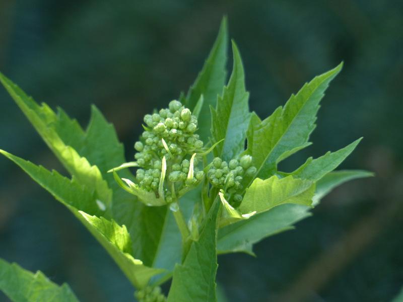 Photo of the closeup of buds, sepals and receptacles of Glade Mallow ...