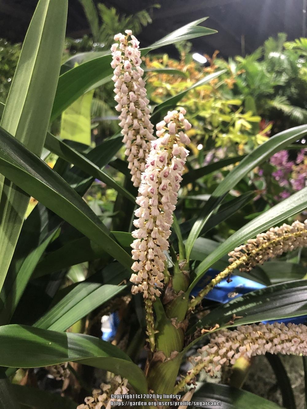 Orchid (Pinalia floribunda) - Garden.org