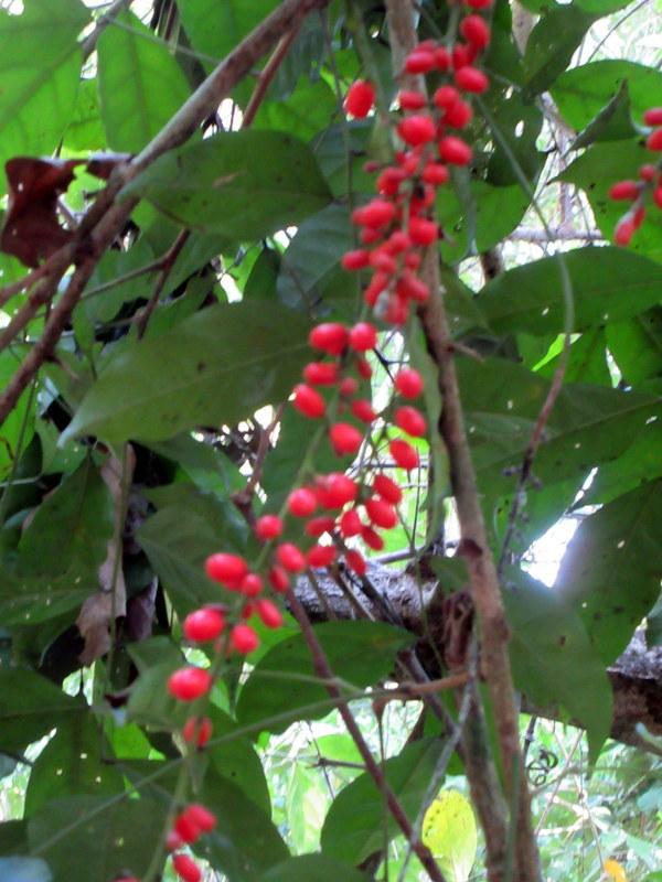 Beautiful string of red berries on a shrub. in the Plant ID forum ...