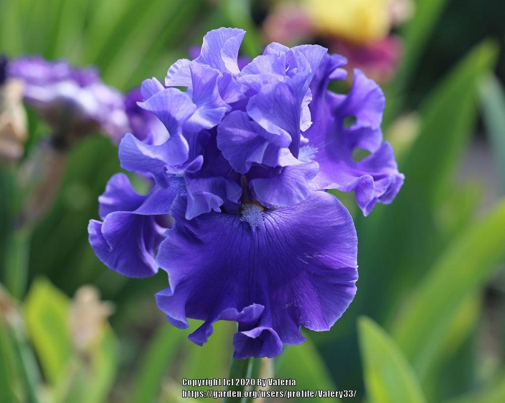 Photo of the bloom of Tall Bearded Iris (Iris 'Adriatic Waves') posted ...