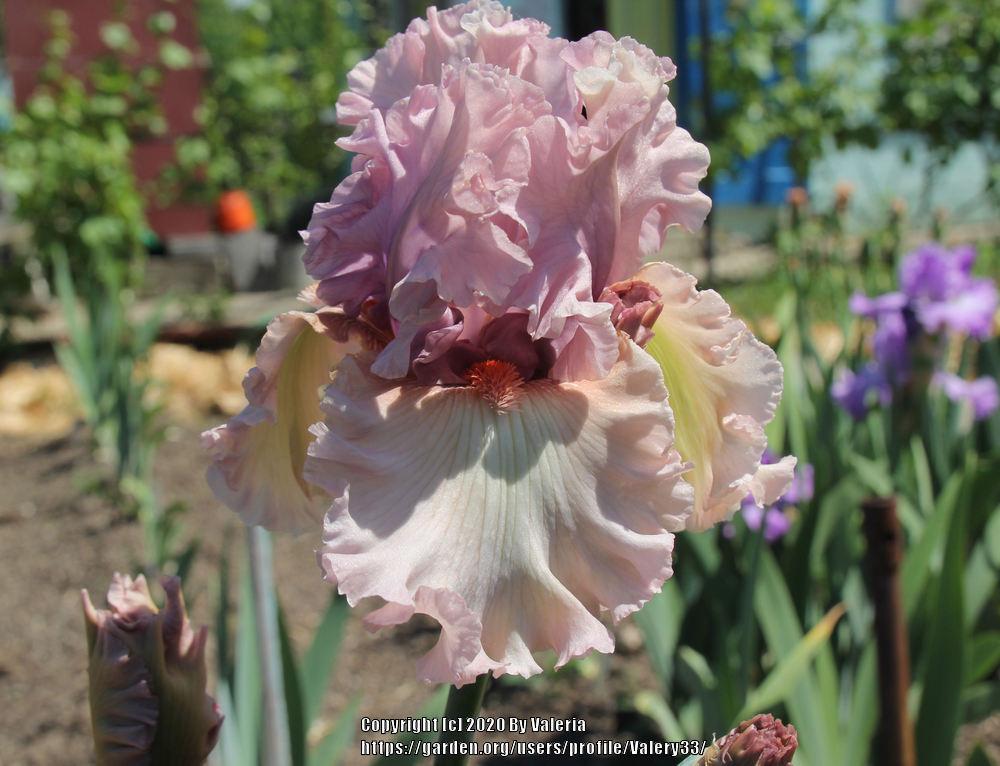 Tall Bearded Iris (Iris 'Bewitchment') in the Irises Database - Garden.org