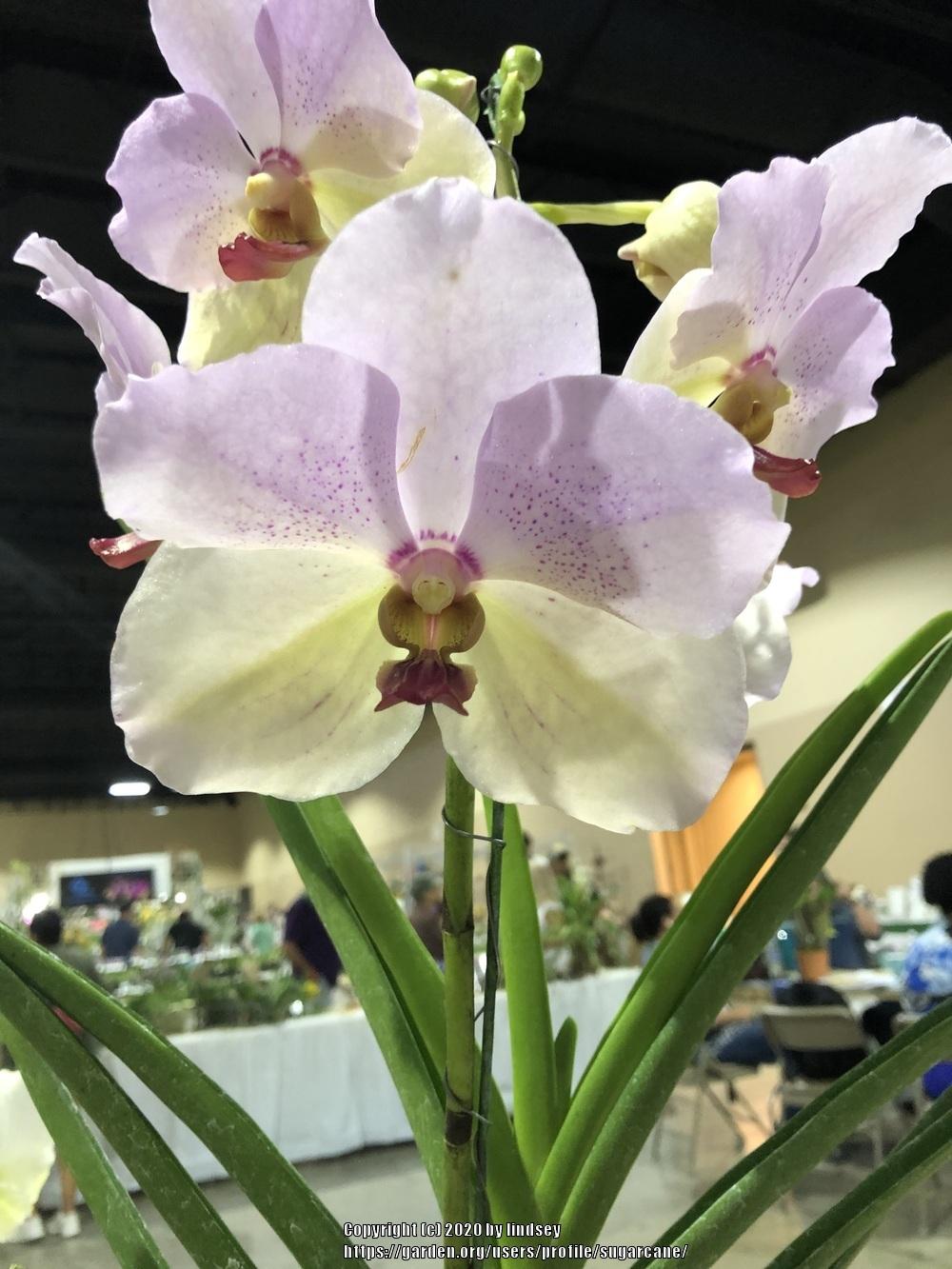 Orchid (Papilionanda Teo Reyes) - Garden.org