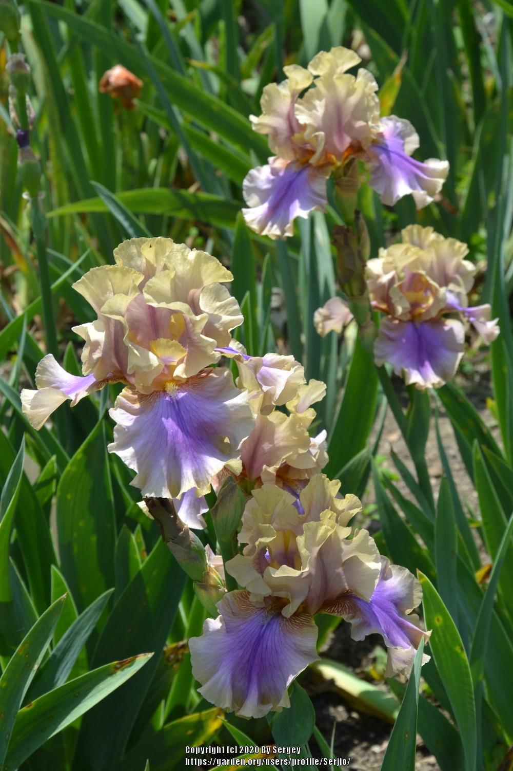 Photo of the bloom of Tall Bearded Iris (Iris 'Shadow Warrior') posted ...