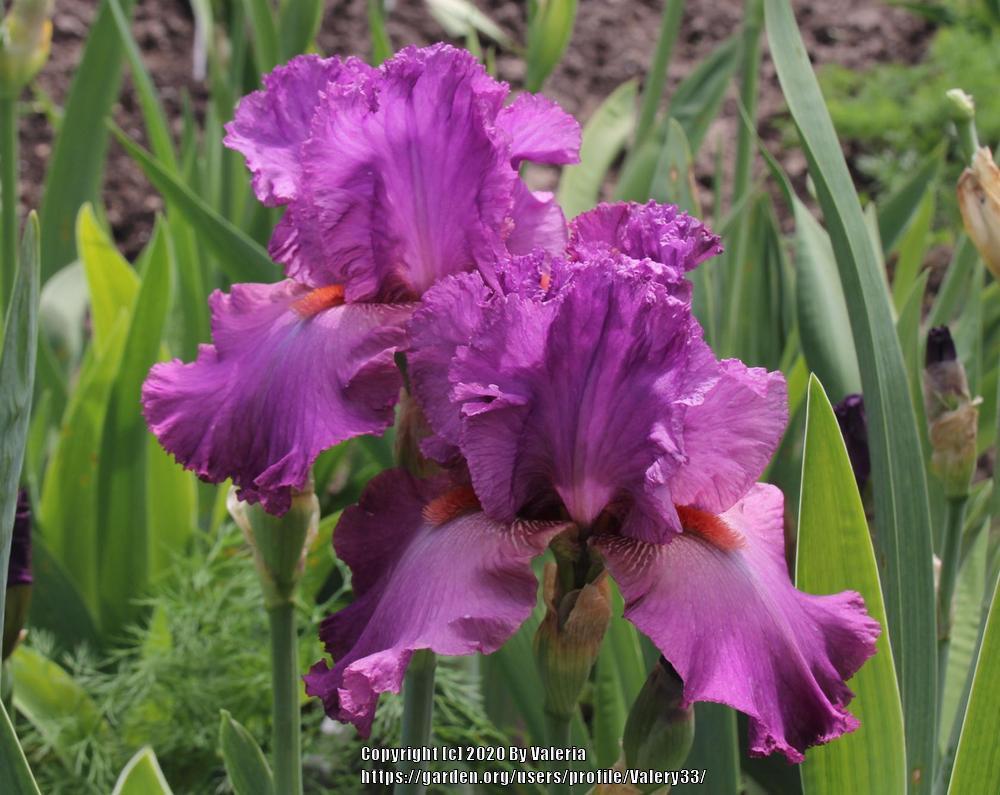 Photo of the bloom of Tall Bearded Iris (Iris 'Raspberry Splendor ...