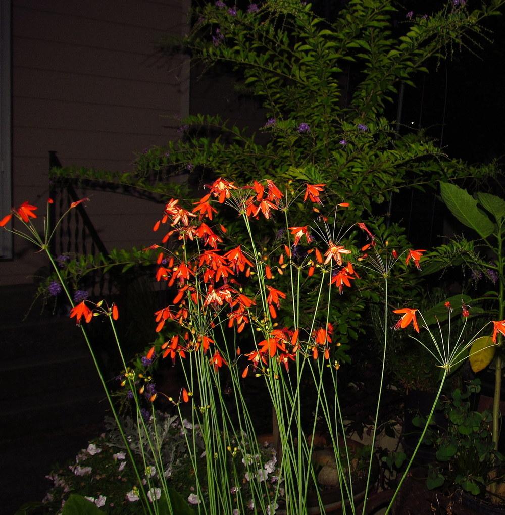 Photo of the entire plant of Coral Drops (Bessera elegans) posted by ...
