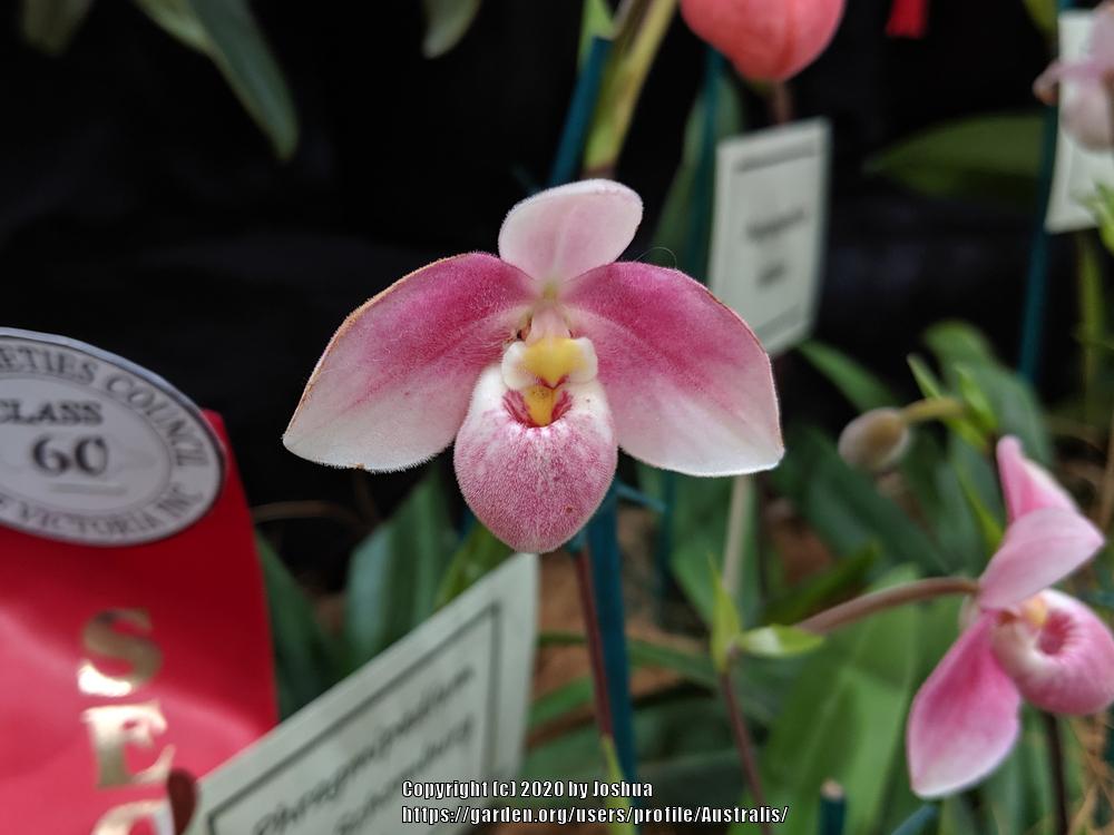 Photo of the bloom of Orchid (Phragmipedium Raspberries 'N Cream ...
