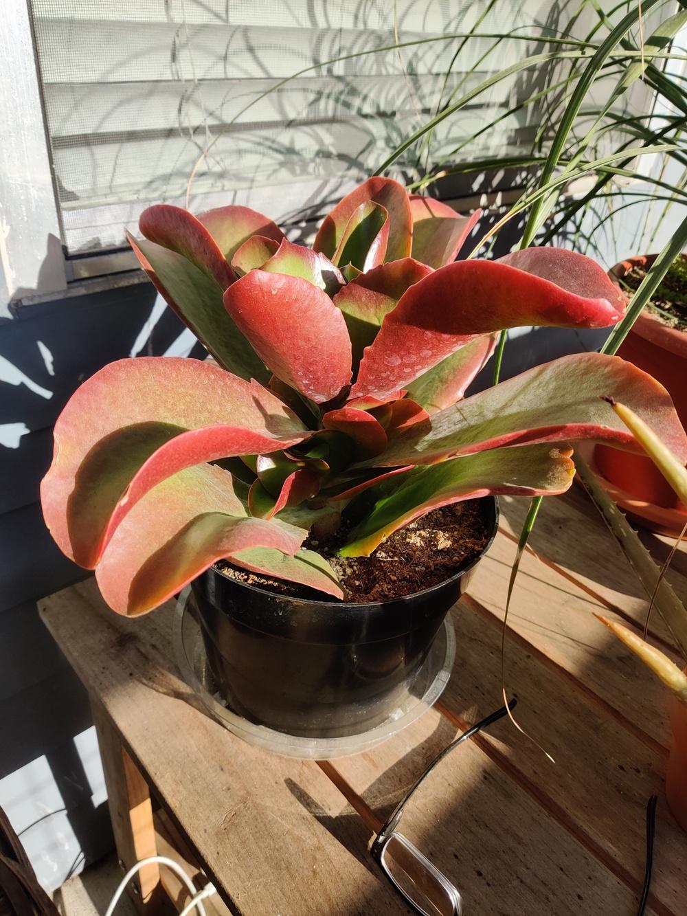 Few weeks later in Photo of Kalanchoe 'Dragonfire' - Garden.org