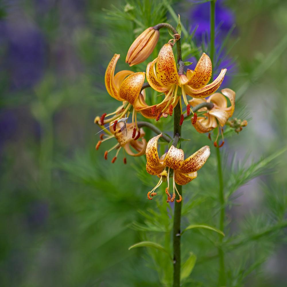 Lilies: Plant Care and Collection of Varieties - Garden.org