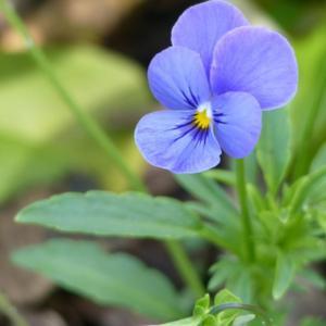 The Main Plant entry for Violas (Viola) - Garden.org