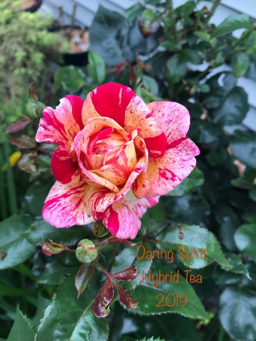 Photo of the bloom of Rose (Rosa 'Daring Spirit') posted by Eric_C ...