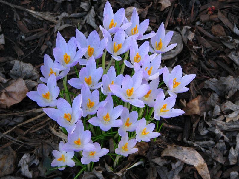 Crocus: Plant Care and Collection of Varieties - Garden.org