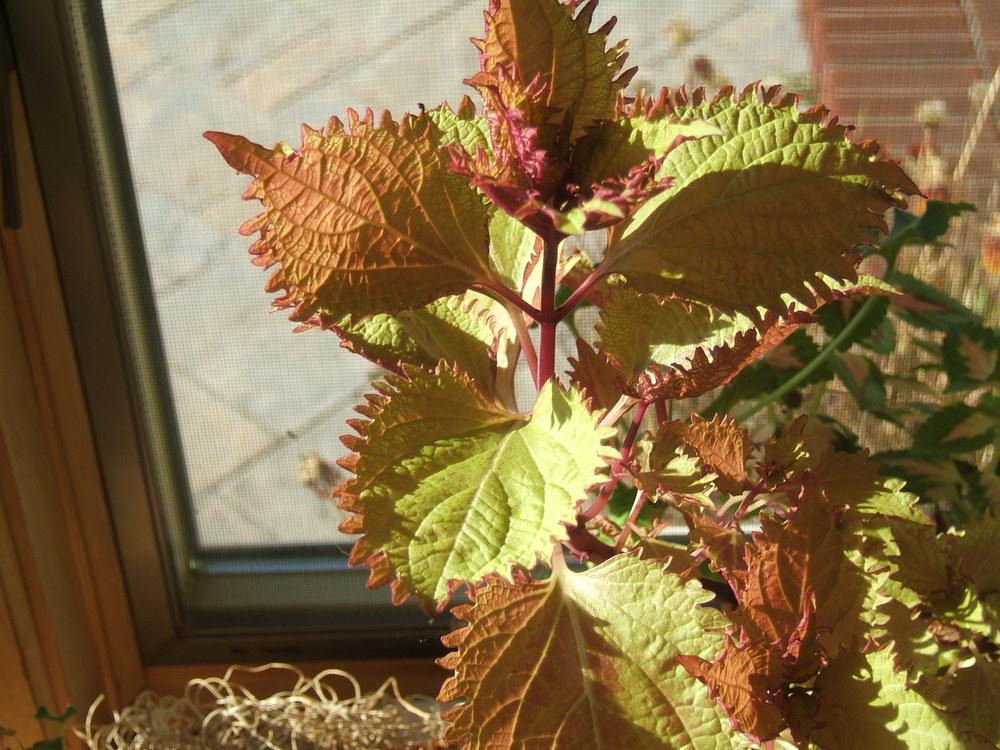 Coleus: Plant Care and Collection of Varieties - Garden.org