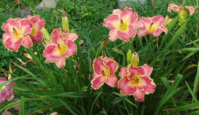 Photo of the entire plant of Daylily (Hemerocallis 'Dearest Valentine ...