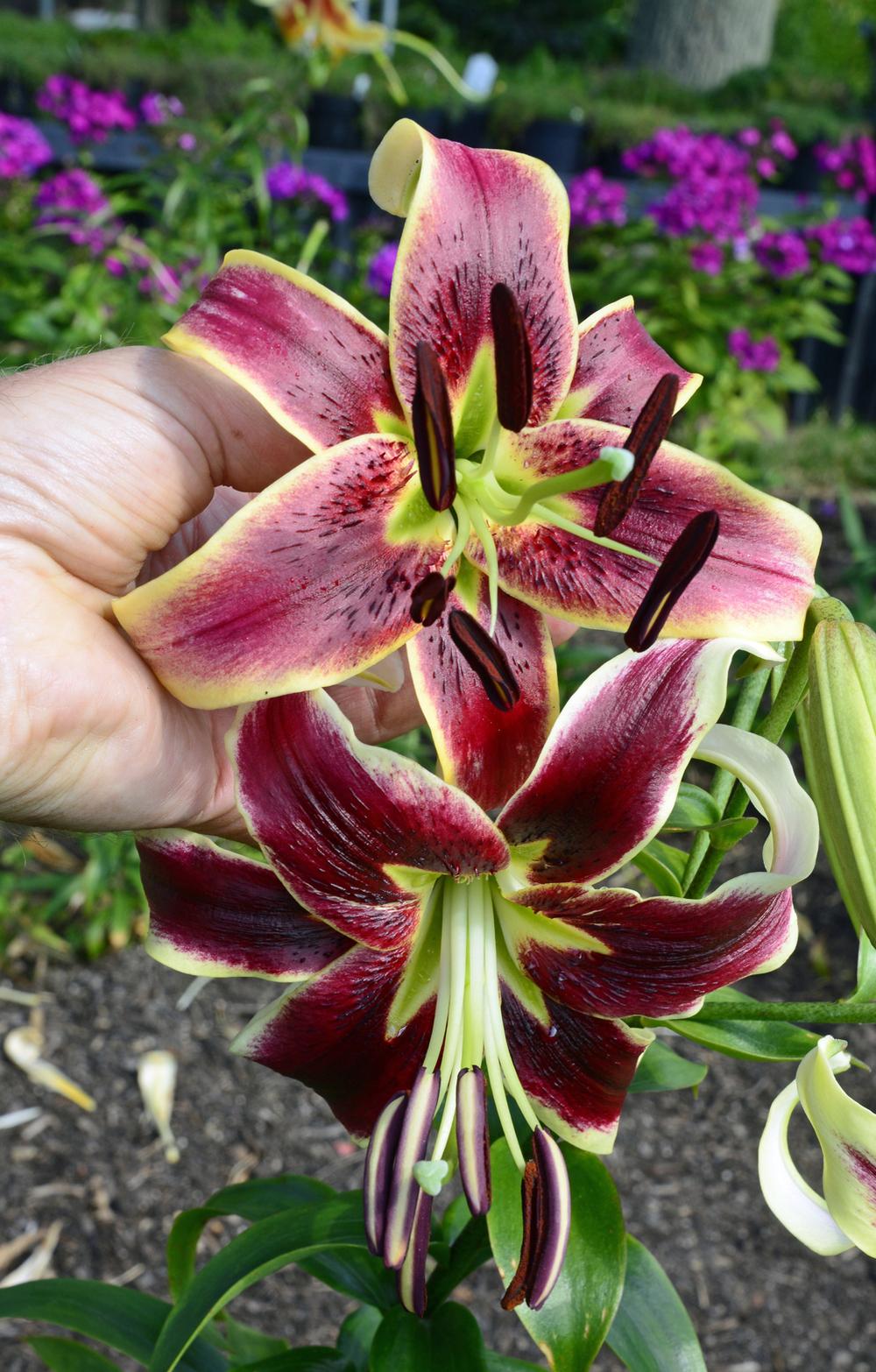 Lily Seedlings 2019 in the Lilies forum - Garden.org