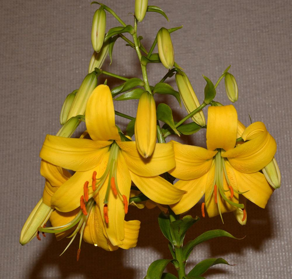 Photo of the bloom of Lily (Lilium 'ML's Indian Summer') posted by ...