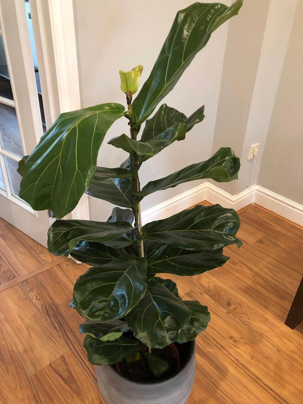 Sad Dracaena, unhappy Fiddle Leaf Fig & scales on Monstera? in the Ask ...