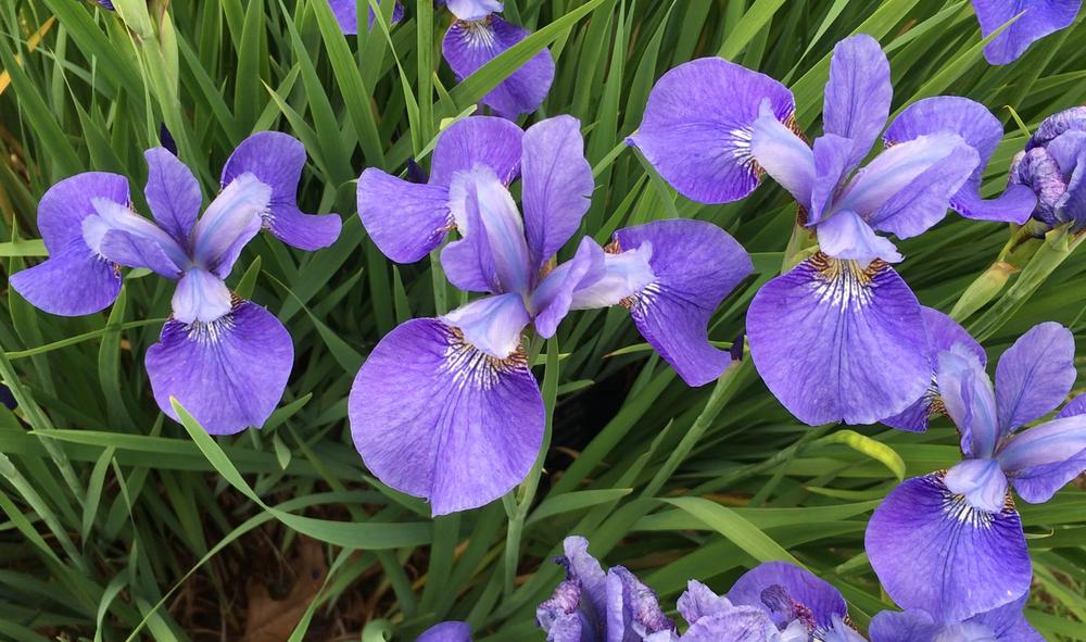 Photo of the bloom of Siberian Iris (Iris 'Blue Burn') posted by oongai ...