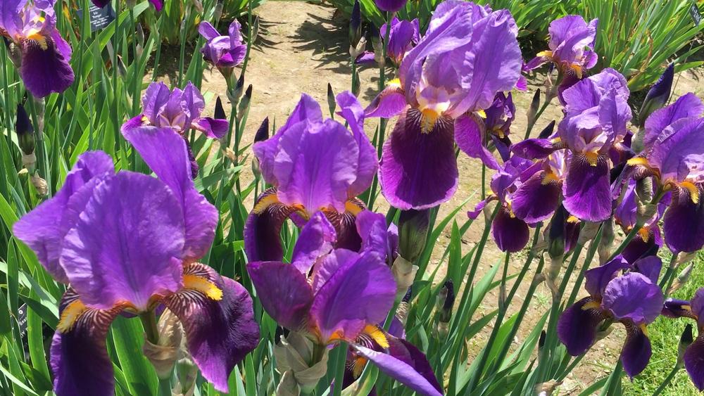 Tall Bearded Iris (Iris 'Mount Royal') in the Irises Database - Garden.org
