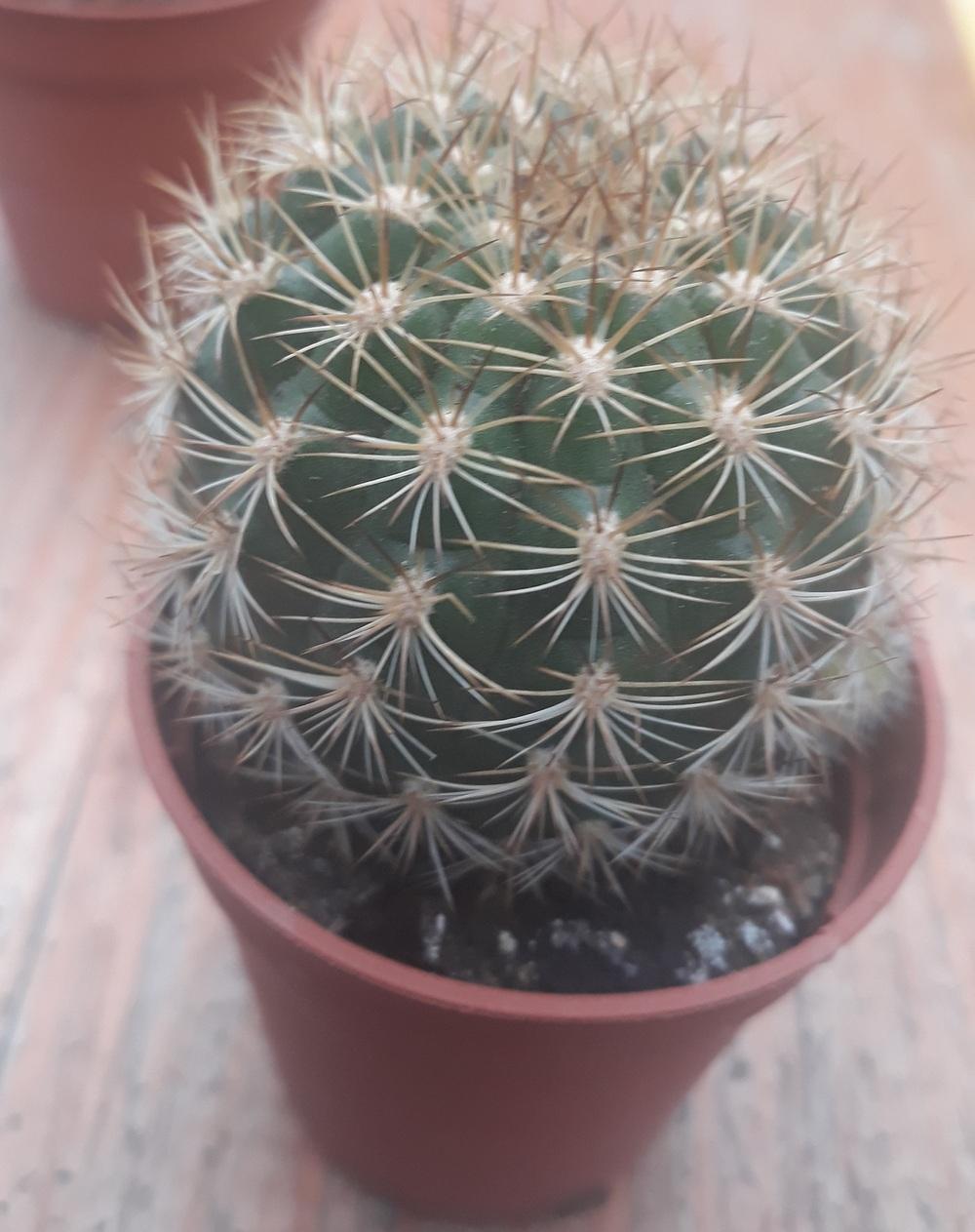 Photo of the entire plant of Matucana (Matucana intertexta) posted by ...