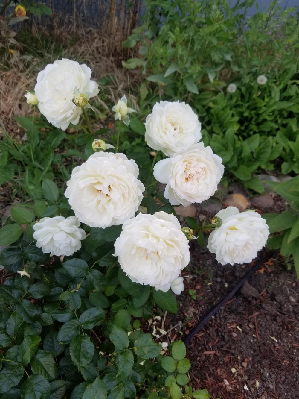 Favorite white rose in the Roses forum - Garden.org