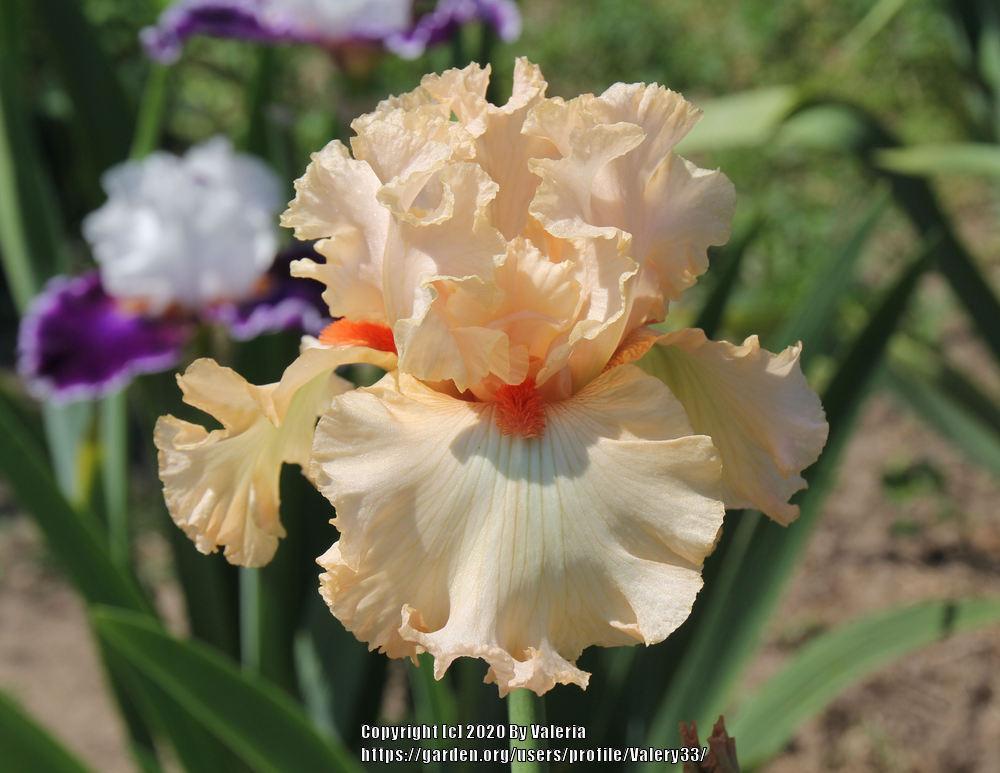 Tall Bearded Iris (Iris 'Kind Word') in the Irises Database - Garden.org