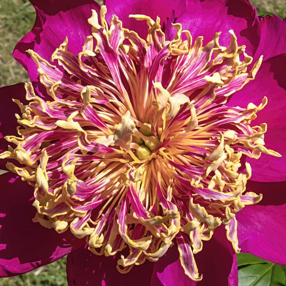 Photo of the stamens, filaments and pistils of Peony (Paeonia ...