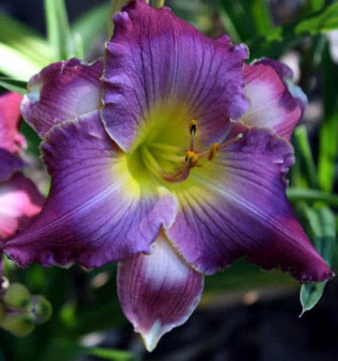 Daylily (Hemerocallis 'Blue Planet') in the Daylilies Database - Garden.org