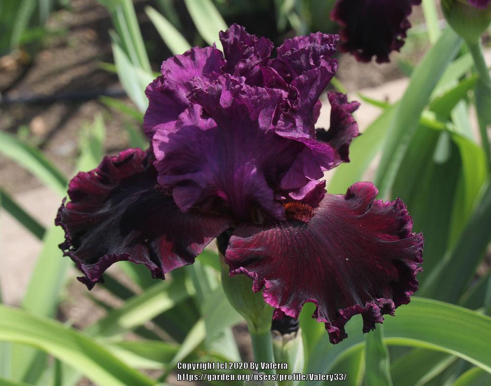 Tall Bearded Iris (Iris 'Ruby Royal') in the Irises Database - Garden.org