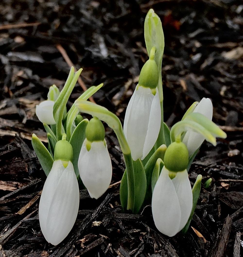 Snowdrops: Plant Care and Collection of Varieties - Garden.org