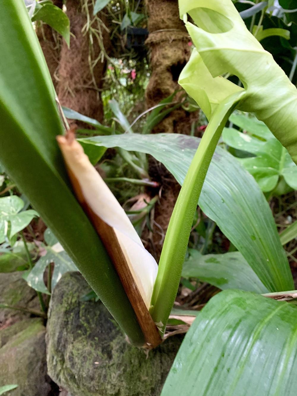 Unhappy Monstera Deliciosa :( in the Houseplants forum - Garden.org