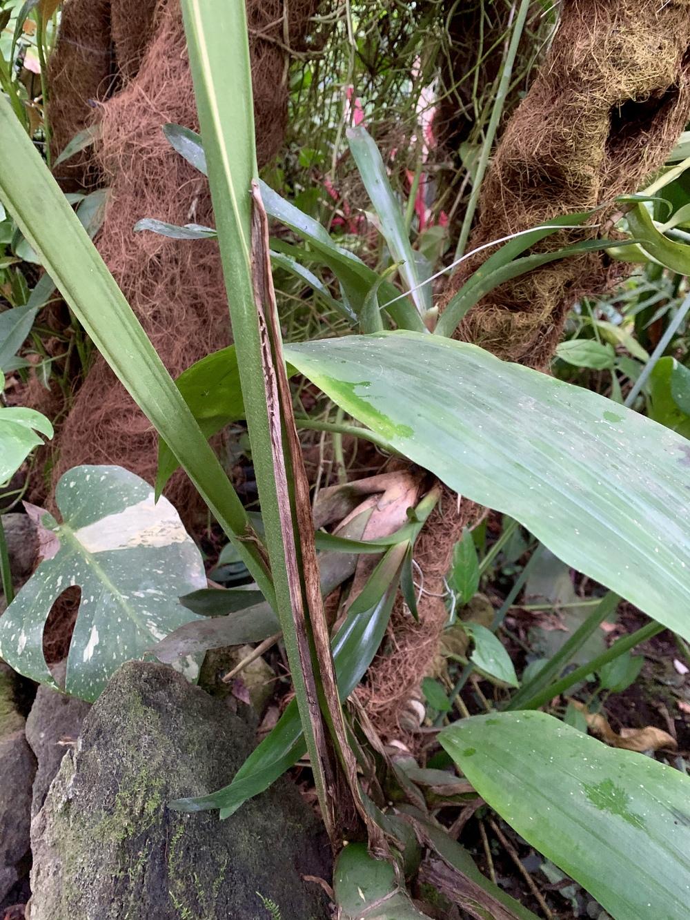Unhappy Monstera Deliciosa :( in the Houseplants forum - Garden.org