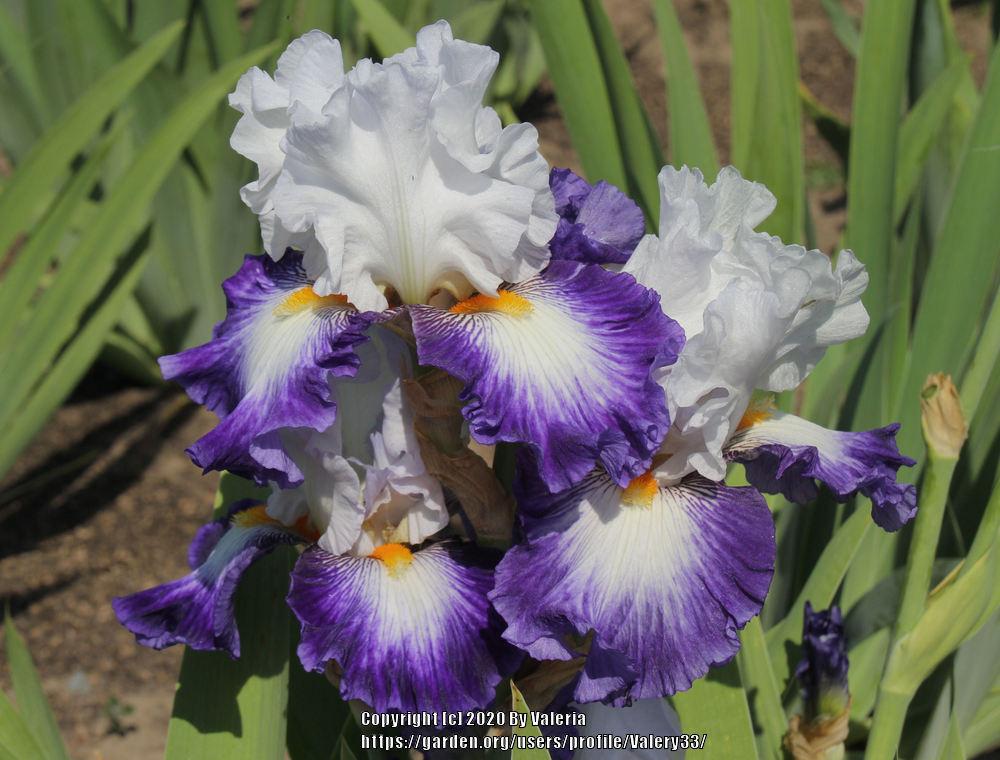 Tall Bearded Iris (Iris 'Advance to Go') in the Irises Database ...