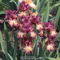 Tall Bearded Iris (Iris 'Raspberry Fudge') in the Irises Database ...