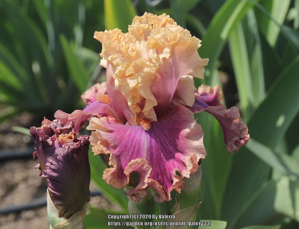 Tall Bearded Iris (Iris 'Pretty Witch') in the Irises Database - Garden.org