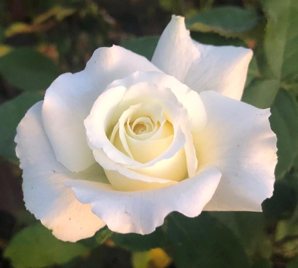 Favorite white rose in the Roses forum - Garden.org