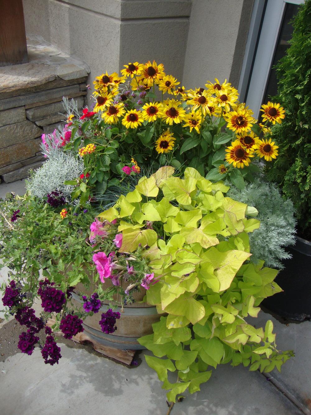 Viewing a Plant Combination by Paul2032 - Garden.org