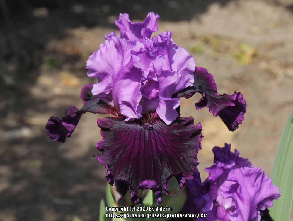 Tall Bearded Iris (Iris 'Strut') in the Irises Database - Garden.org