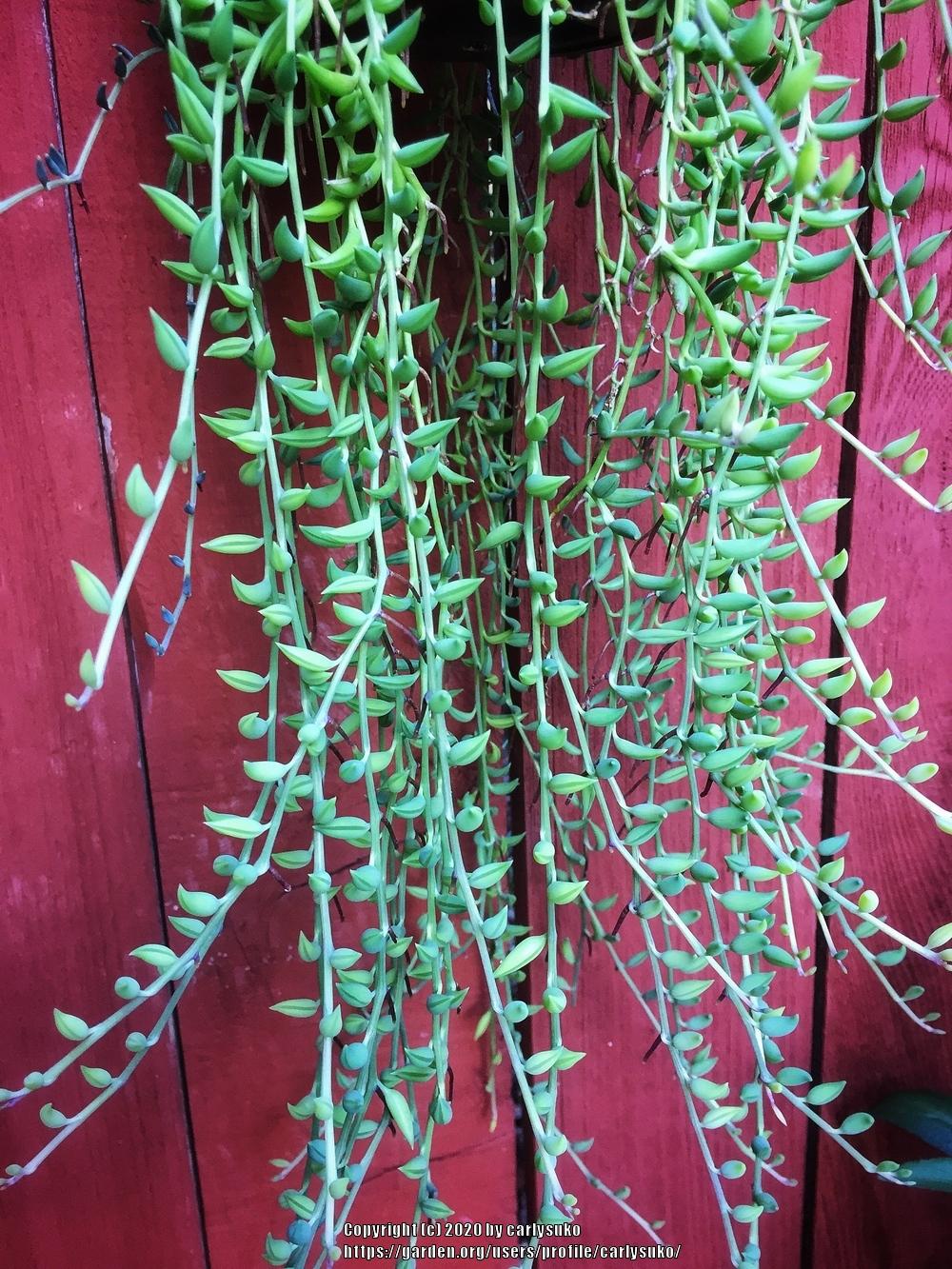 String of Bananas (Curio radicans) - Garden.org